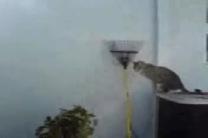 Le chat de Matrix | Youmadeo